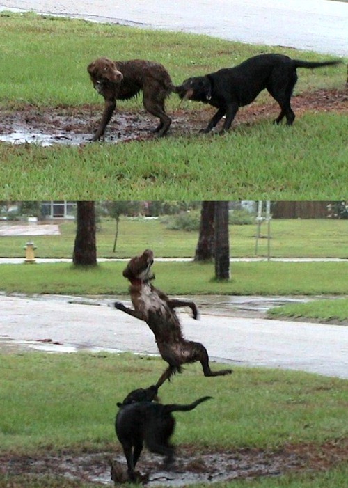 Funniest Pets